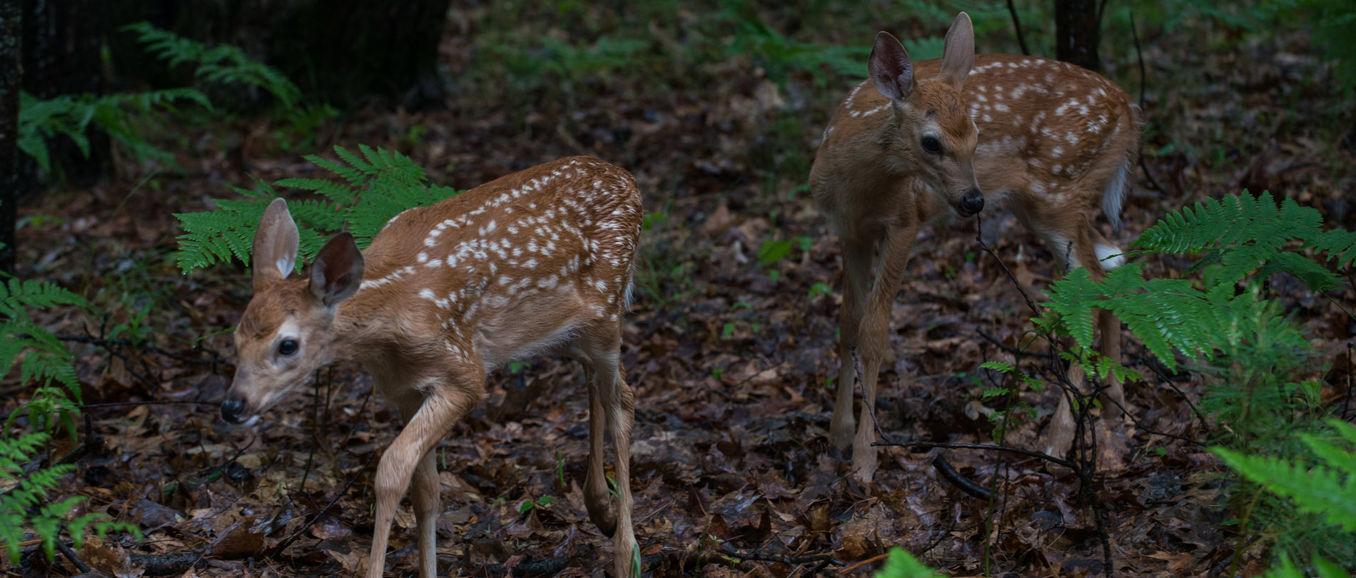 Home - Canada Creek Ranch - Atlanta, MI
